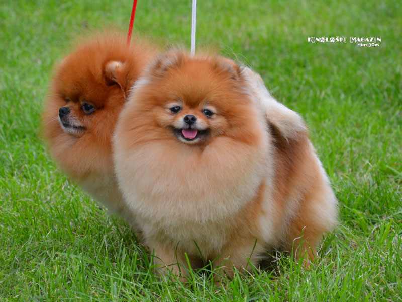 Densi – The Vip Pom Stars