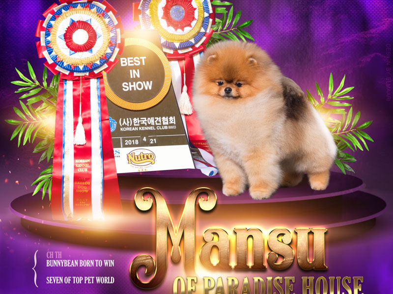 Mansu – The Vip Pom Stars